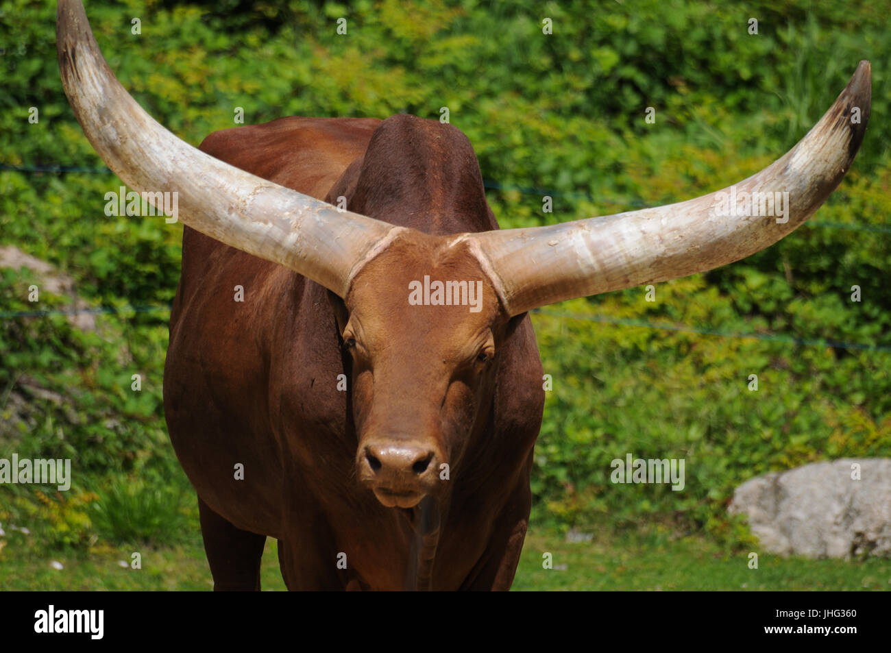 Long horn ox hi-res stock photography and images - Alamy