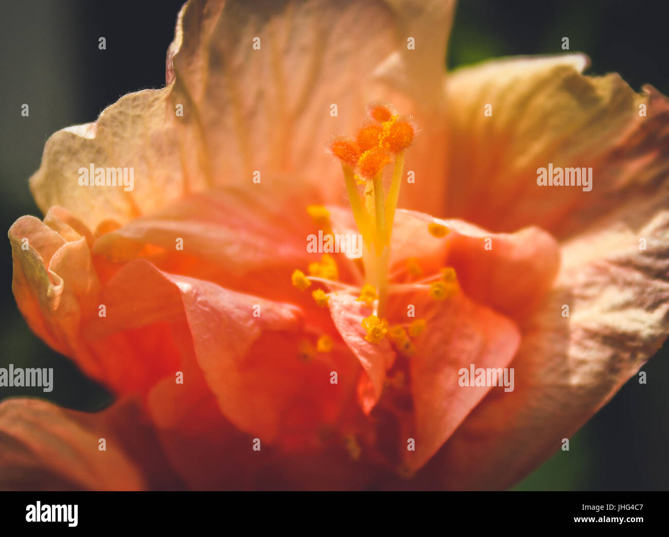 Close up photo of a hibiscus Stock Photo - Alamy
