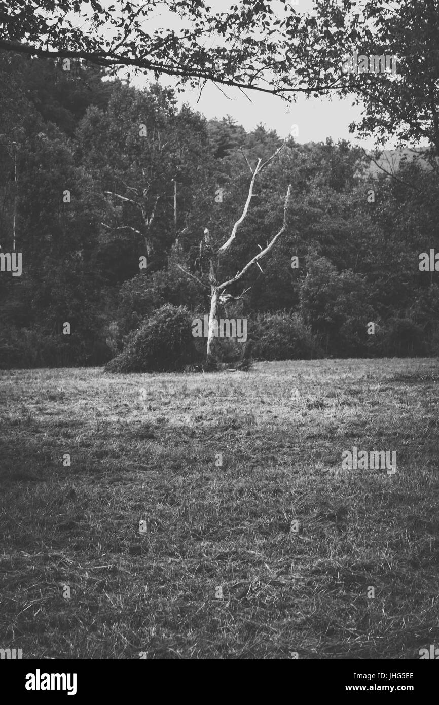 A dead tree in a forest in black and white hi-res stock photography and ...