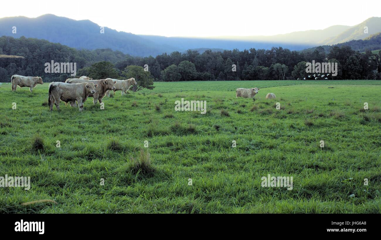 Cattle country hi-res stock photography and images - Alamy