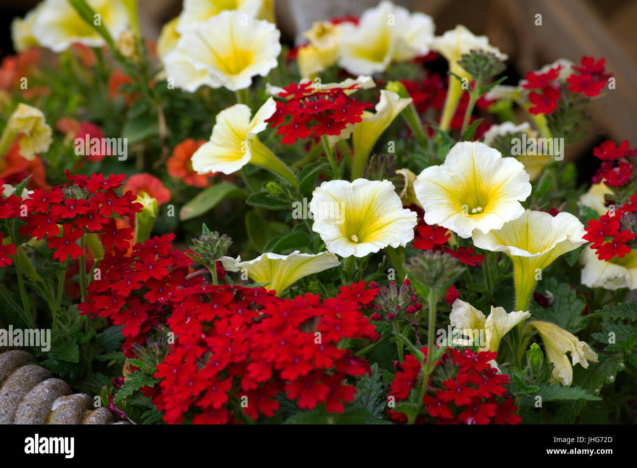Flowers in concrete hi-res stock photography and images - Alamy
