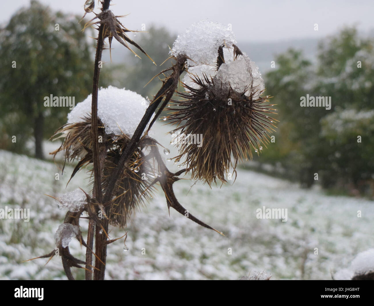 Propagation of spear thistle hi-res stock photography and images - Alamy
