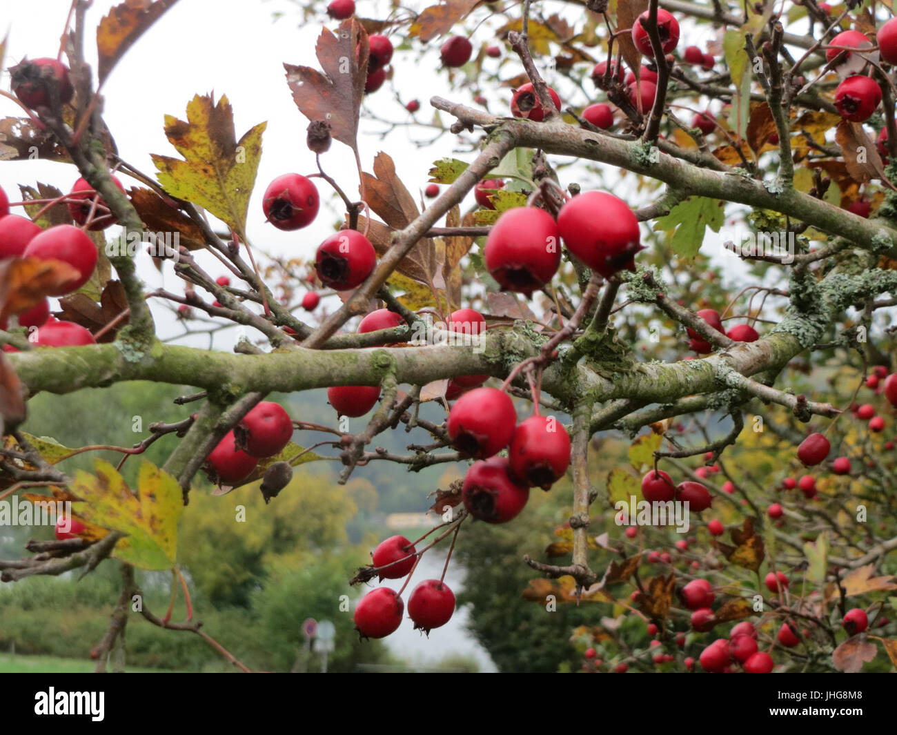 Crataegus monogyna illustration hi-res stock photography and images - Alamy