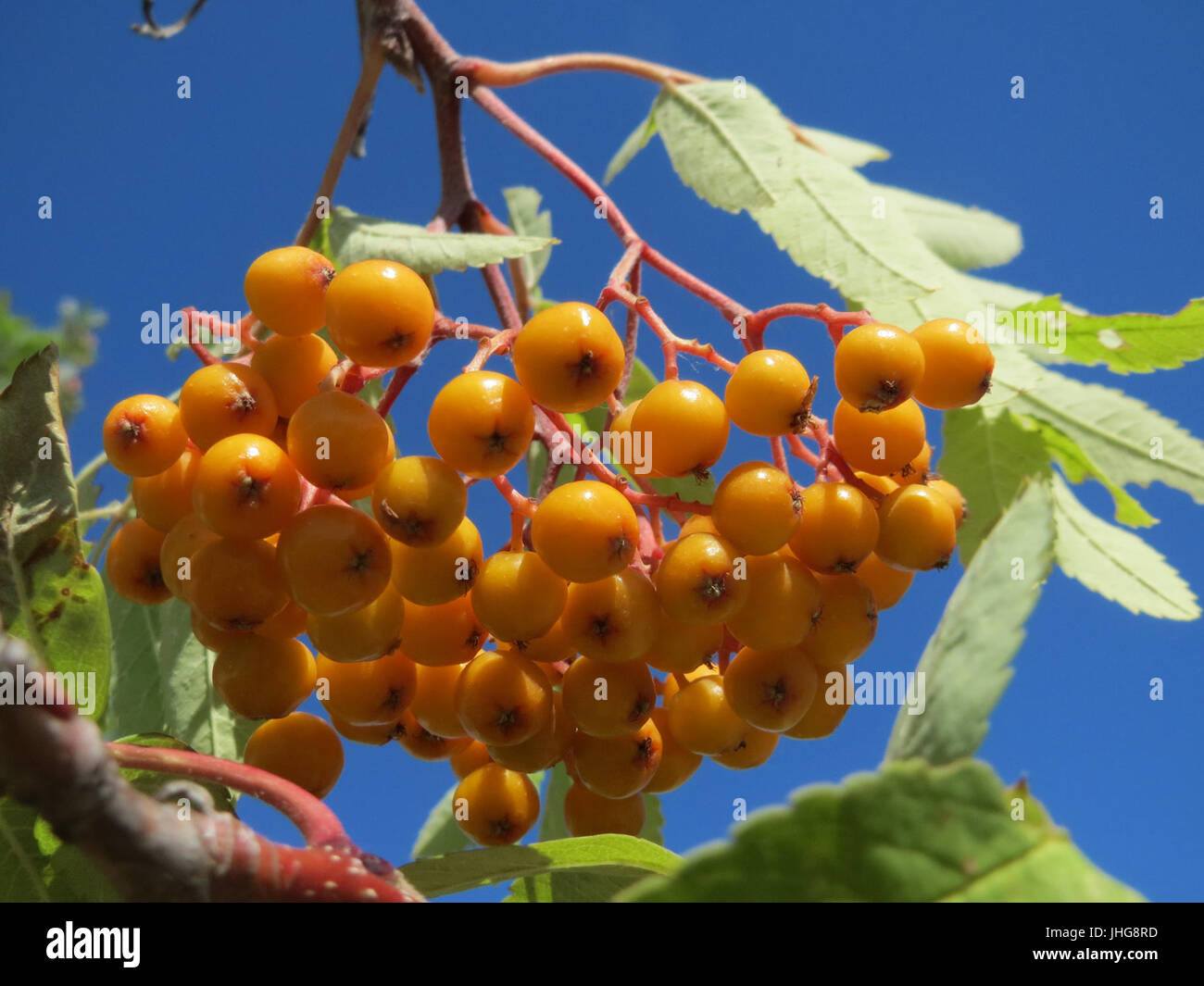 Sorbus red berries fruiting hi-res stock photography and images - Alamy