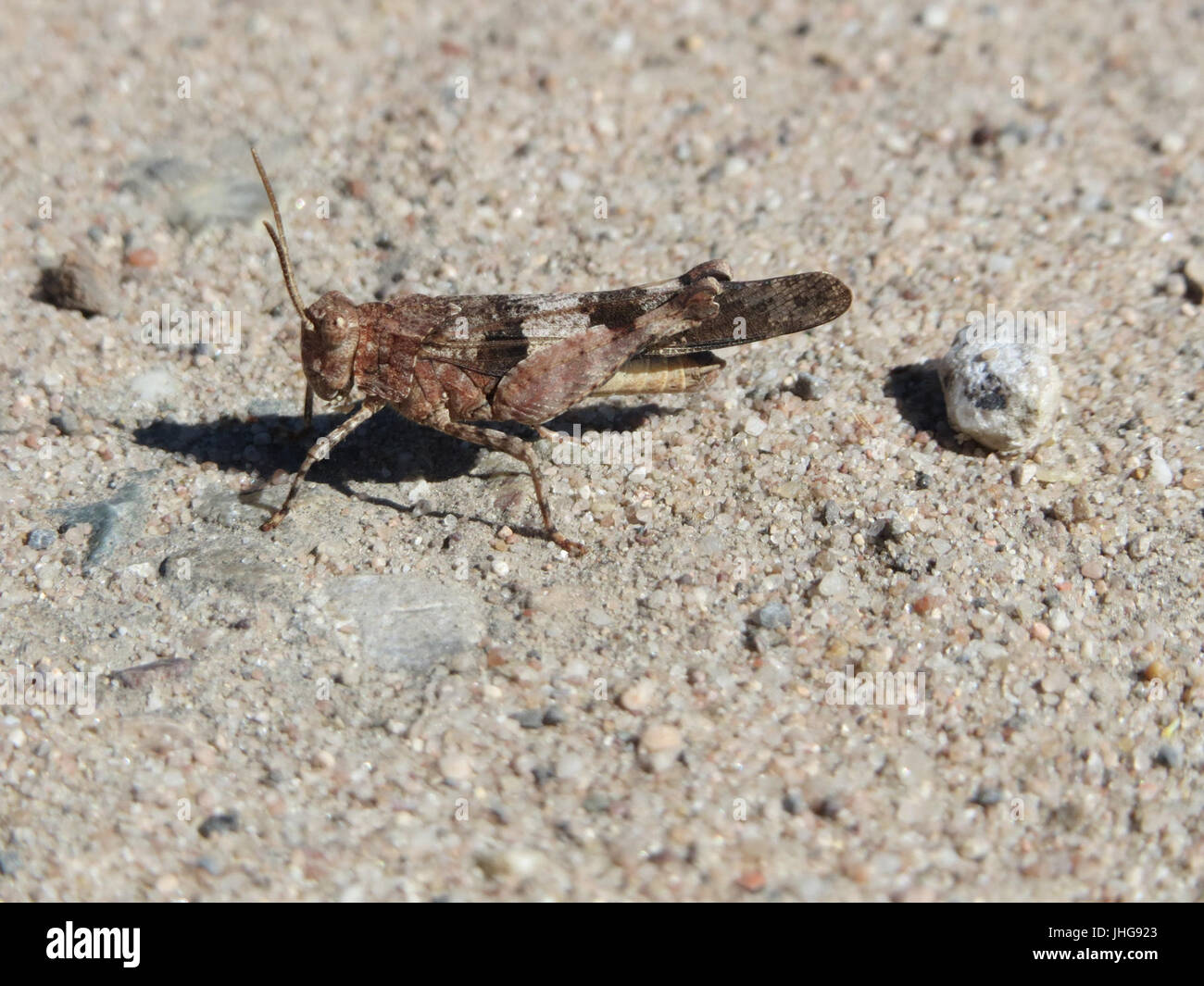 Oedipoda caerulescens, also known as the blue-winged grasshopper, is a ...