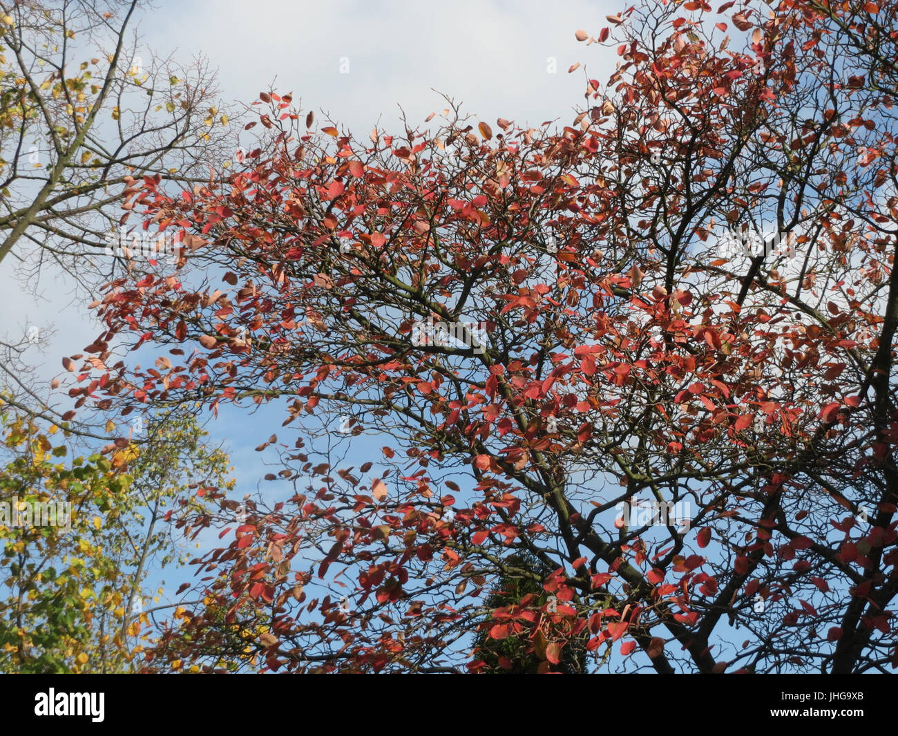 Ms thott hi-res stock photography and images - Alamy