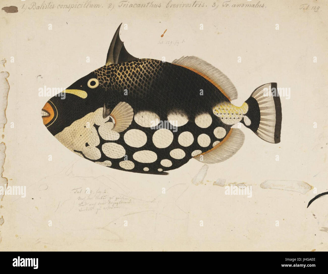 Naturalis Biodiversity Center - RMNH.ART.178 - Balistoides conspicillum ...
