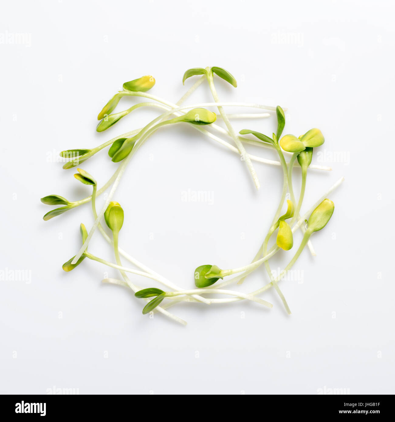 Micro greens arranged in circle on white background. Sunflower sprouts ...
