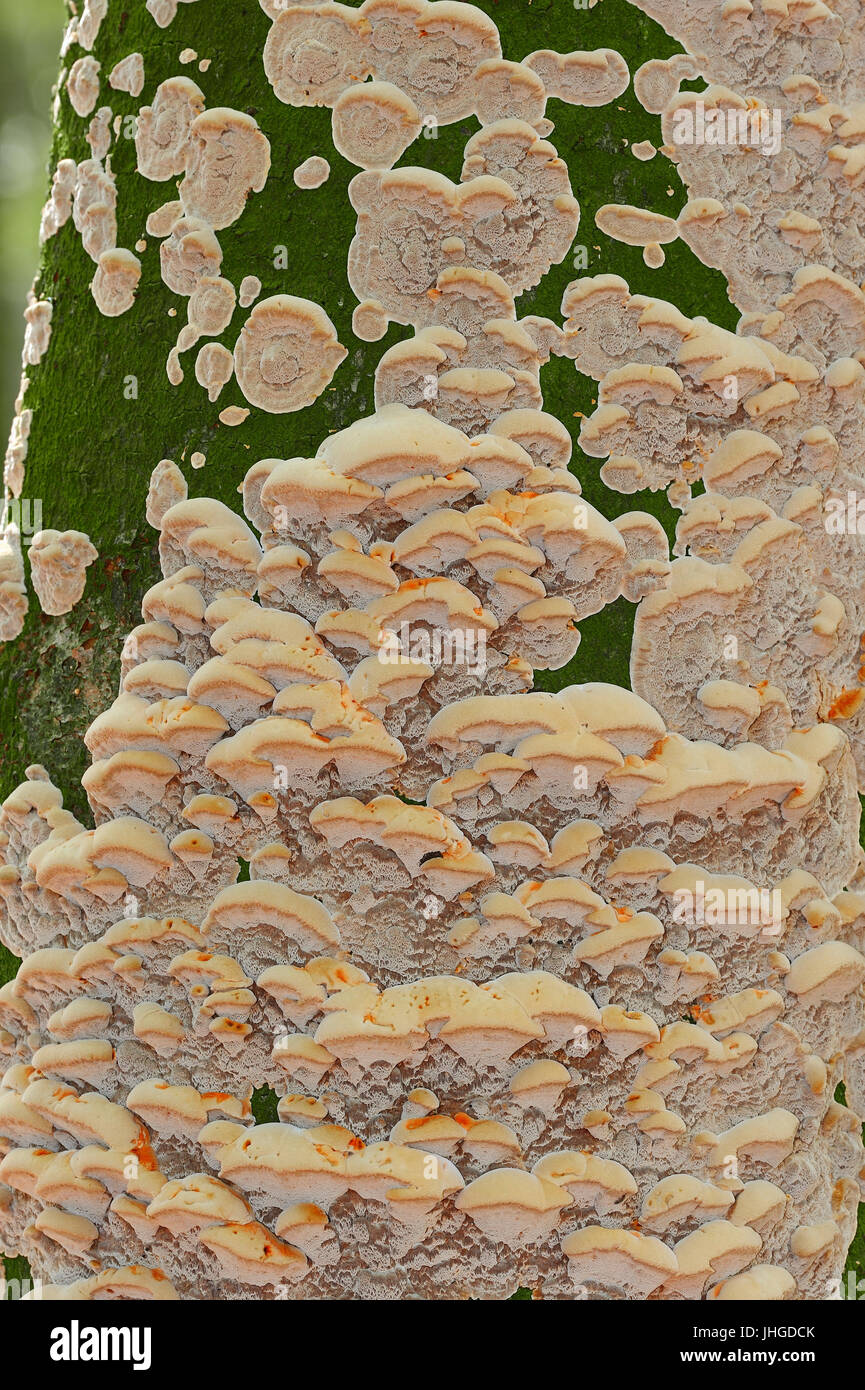 Inonotus nodulosus hi-res stock photography and images - Alamy