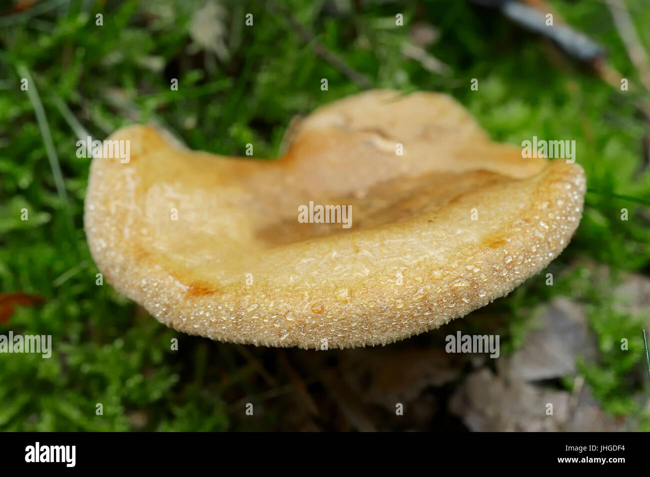 Brown Roll-rim, Netherlands / (Paxillus involutus) / Common Roll-rim ...