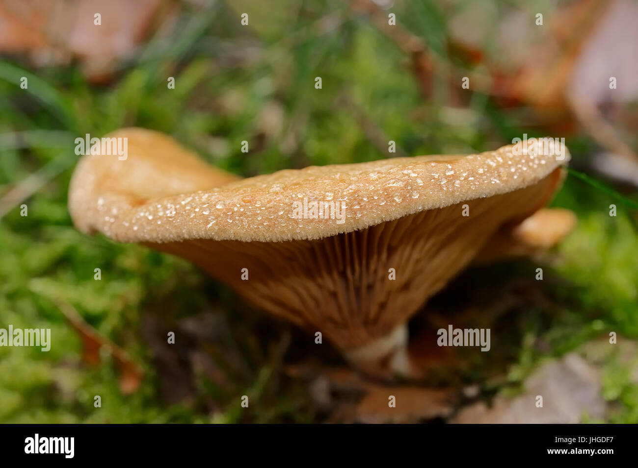 Brown Roll-rim, Netherlands / (Paxillus involutus) / Common Roll-rim ...