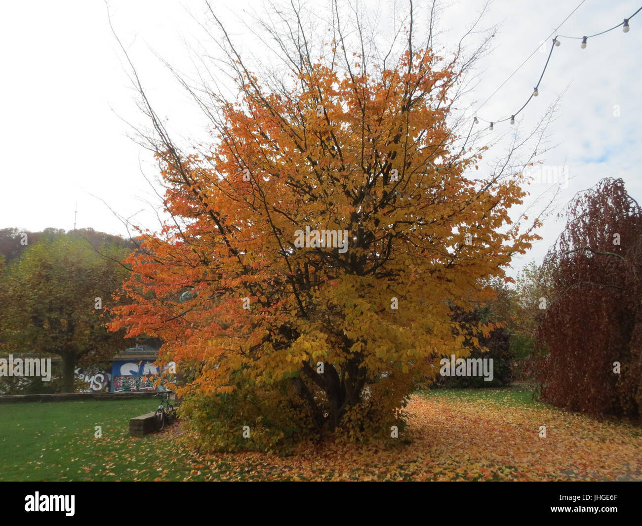 Parrotia persica persian ironwood hi-res stock photography and images ...