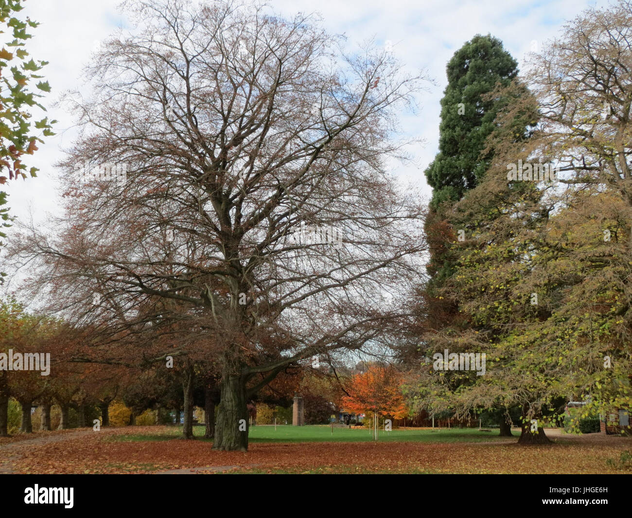 20151105Fagus sylvatica Purpurea1 Stock Photo - Alamy