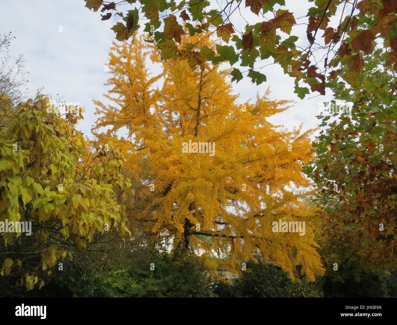 Ginkgo biloba tree species hi-res stock photography and images - Alamy
