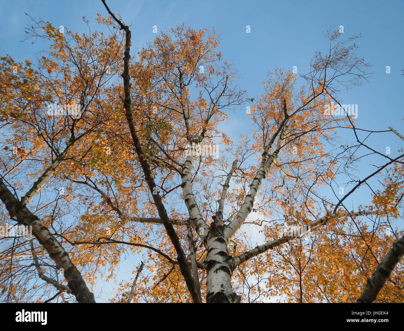 Betulaceae tree species hi-res stock photography and images - Alamy