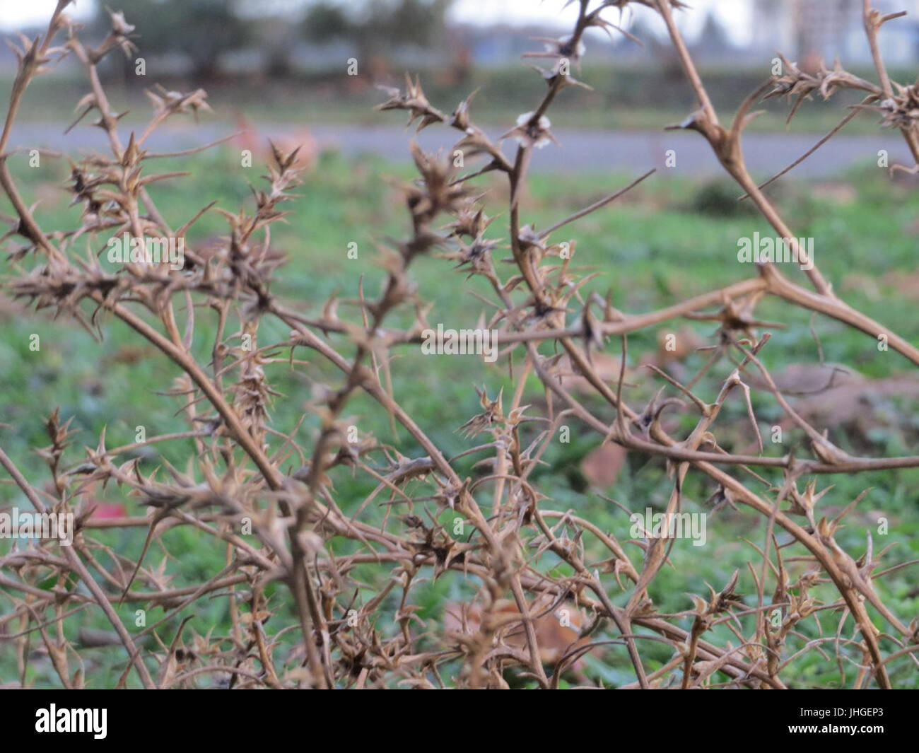 Kali tragus hi-res stock photography and images - Alamy