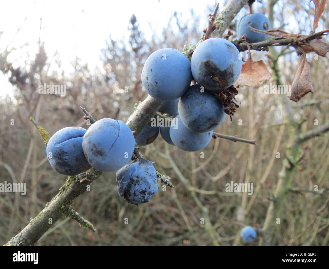 Prunus spinosa blackthorn plant hi-res stock photography and images - Alamy