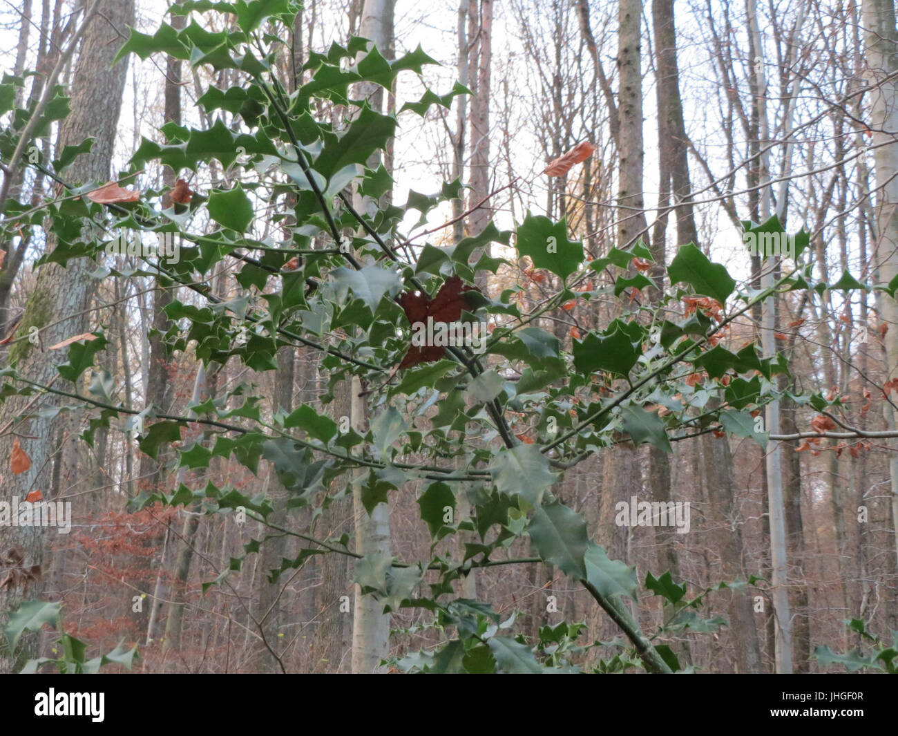 Ilex aquifolium, also known as holly, is a widely recognized evergreen ...