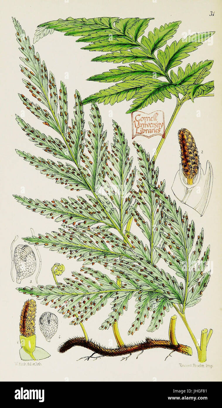 Loxoma cunninghamii drawing Stock Photo - Alamy