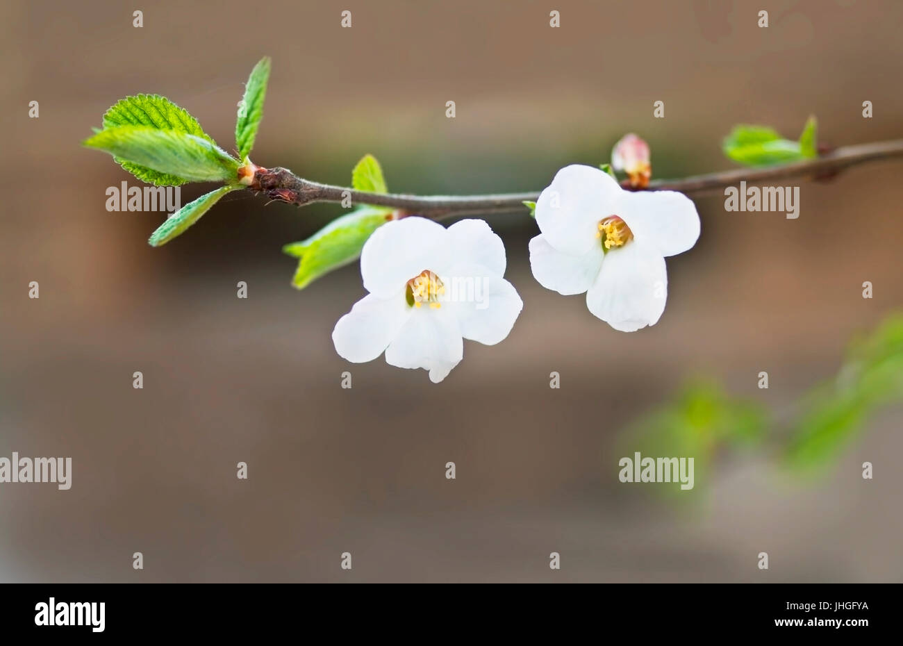 Spring flowers cherry close up hi-res stock photography and images - Alamy