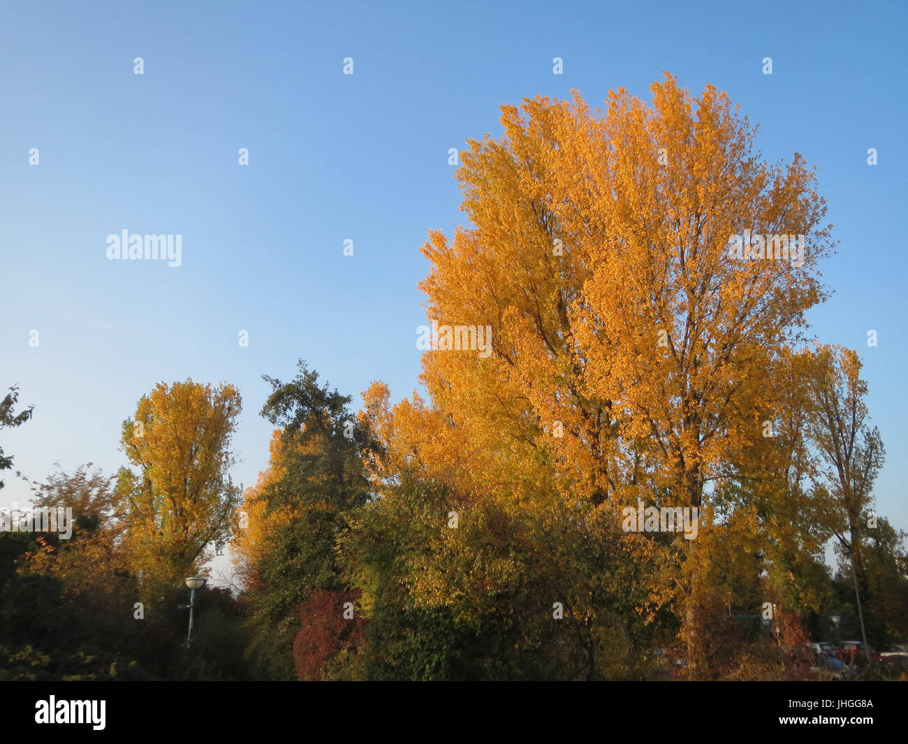 Canadian poplar or canadian poplar populus x canadensis hi-res stock ...