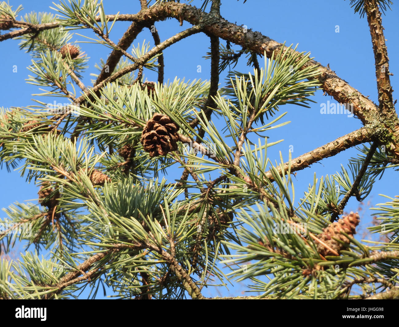 Species of gymnosperm tree hi-res stock photography and images - Alamy