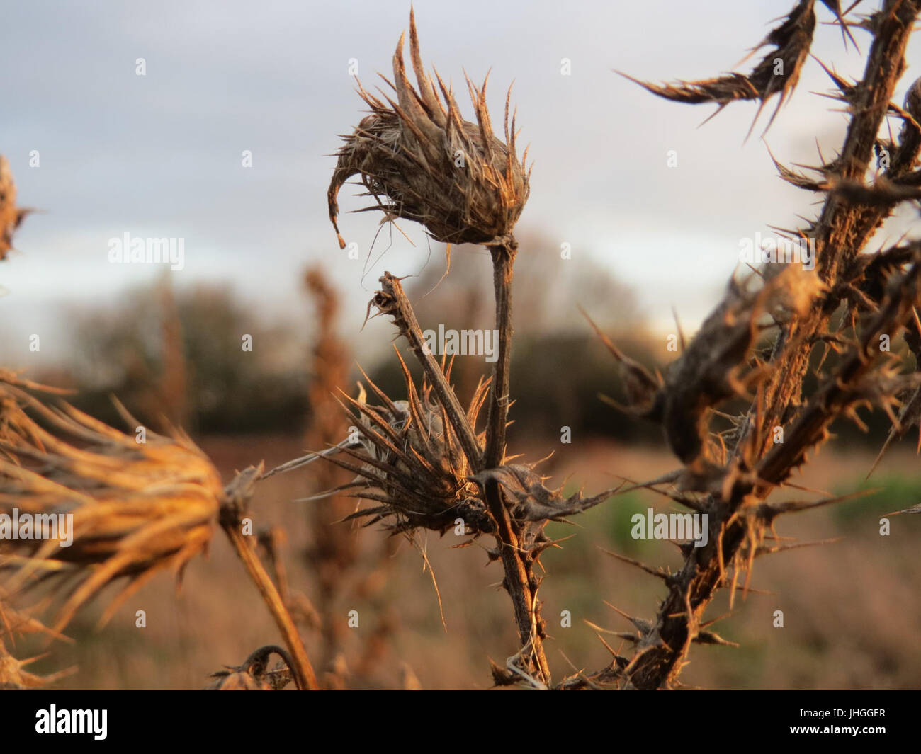 Carduus illustration hi-res stock photography and images - Alamy
