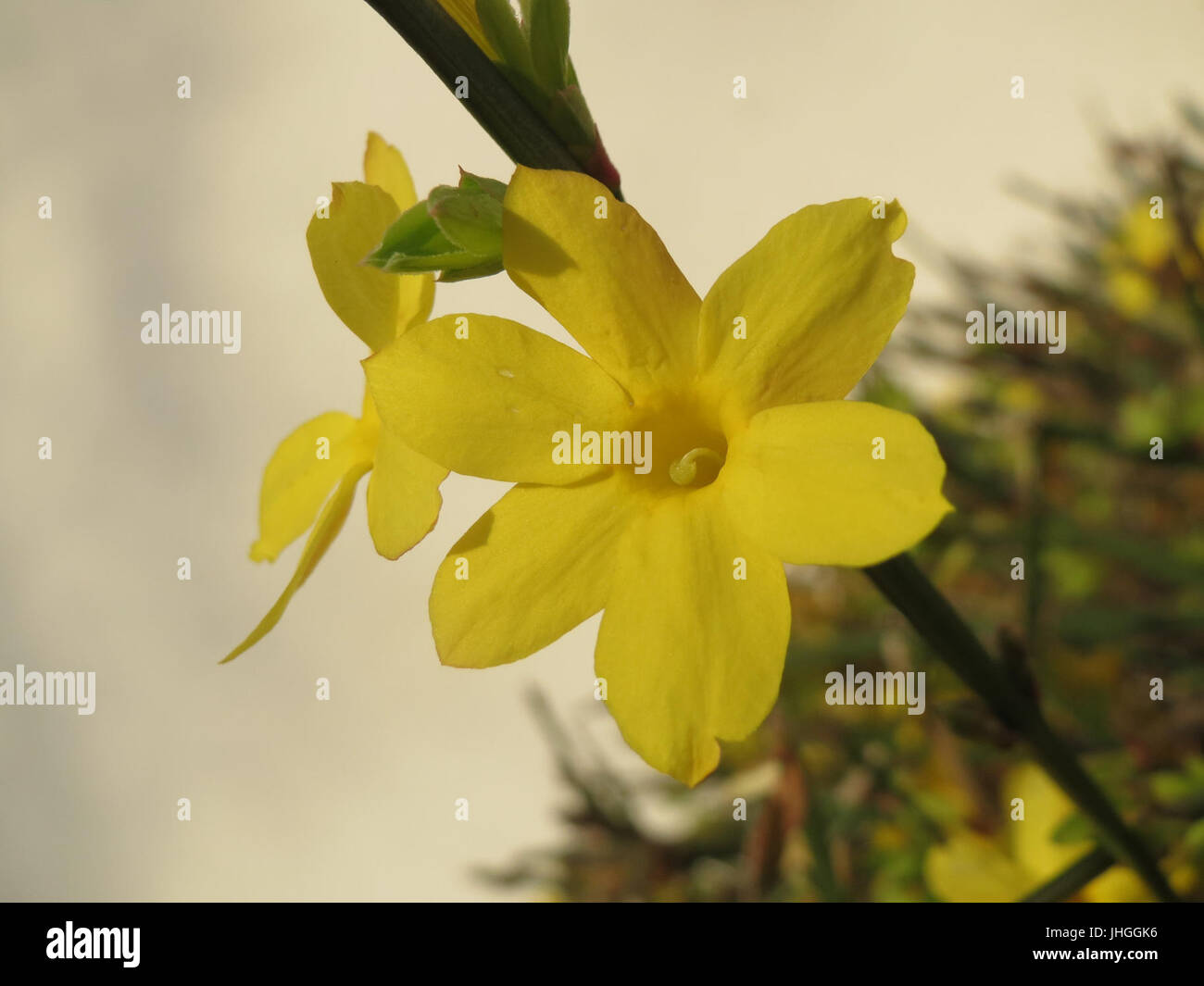Botanical winter illustrations hi-res stock photography and images - Alamy