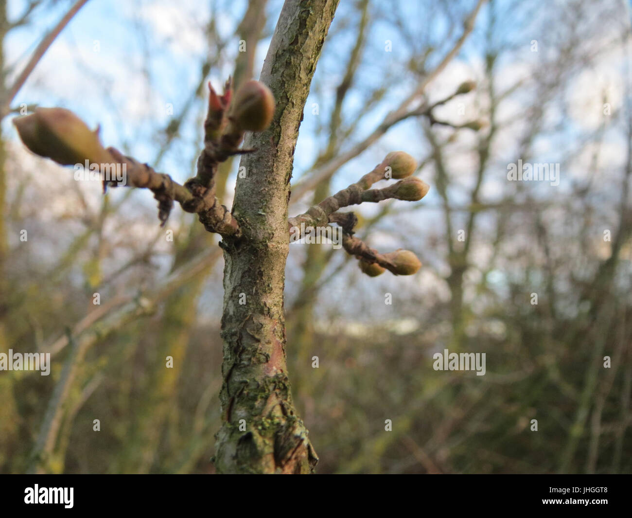 Cornus mas blooming hi-res stock photography and images - Alamy