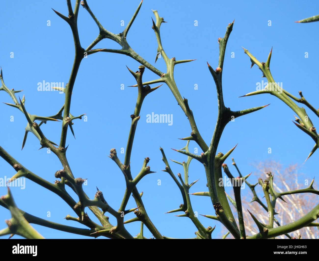 Trifoliata rootstock hi-res stock photography and images - Alamy