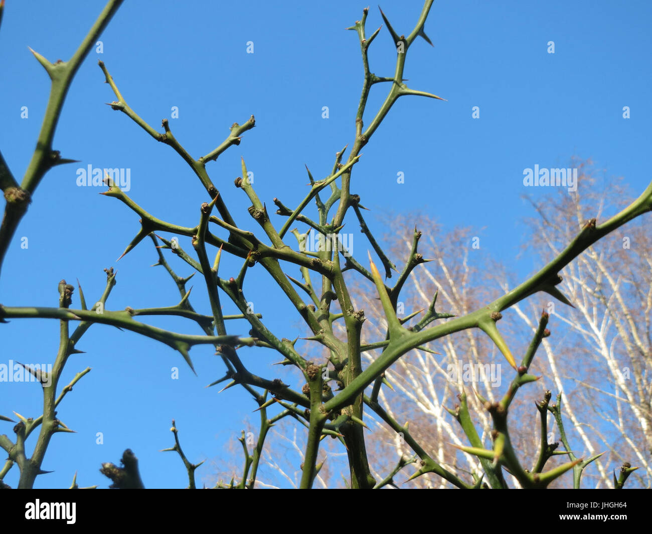 Three lobed design hi-res stock photography and images - Alamy