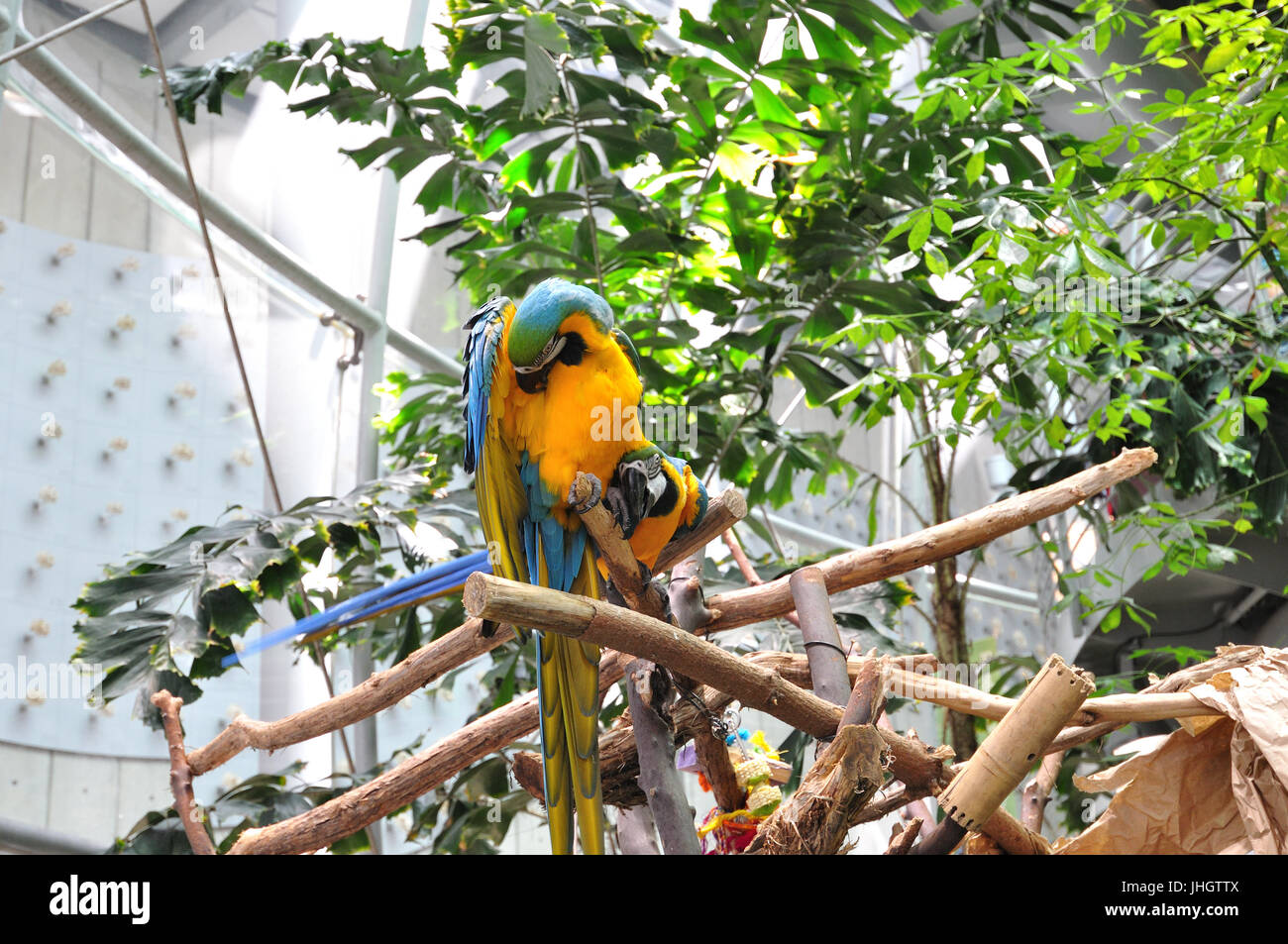 Cuddling parrot hi-res stock photography and images - Alamy
