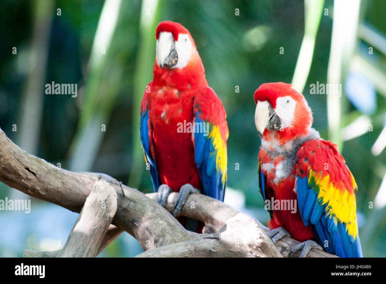 Beautiful Macaw portrait in the wild,Mexico,Tabasco,Villahermosa Stock ...