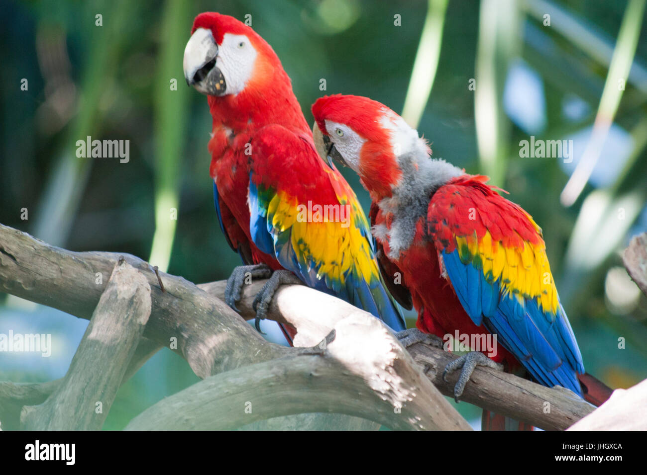 Beautiful Macaw portrait in the wild,Mexico,Tabasco,Villahermosa Stock ...