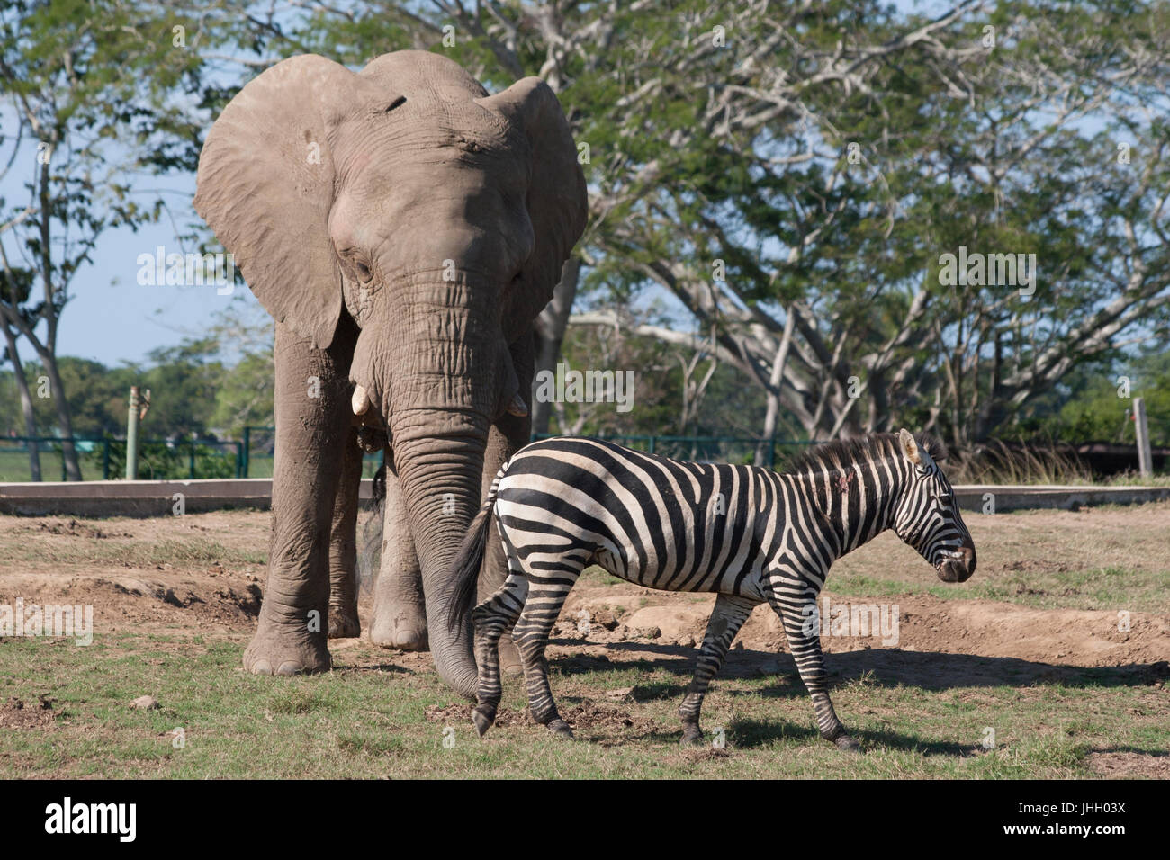 Elephant and zebra in zoo safari park,Villahermosa,Tabasco,Mexico Stock ...
