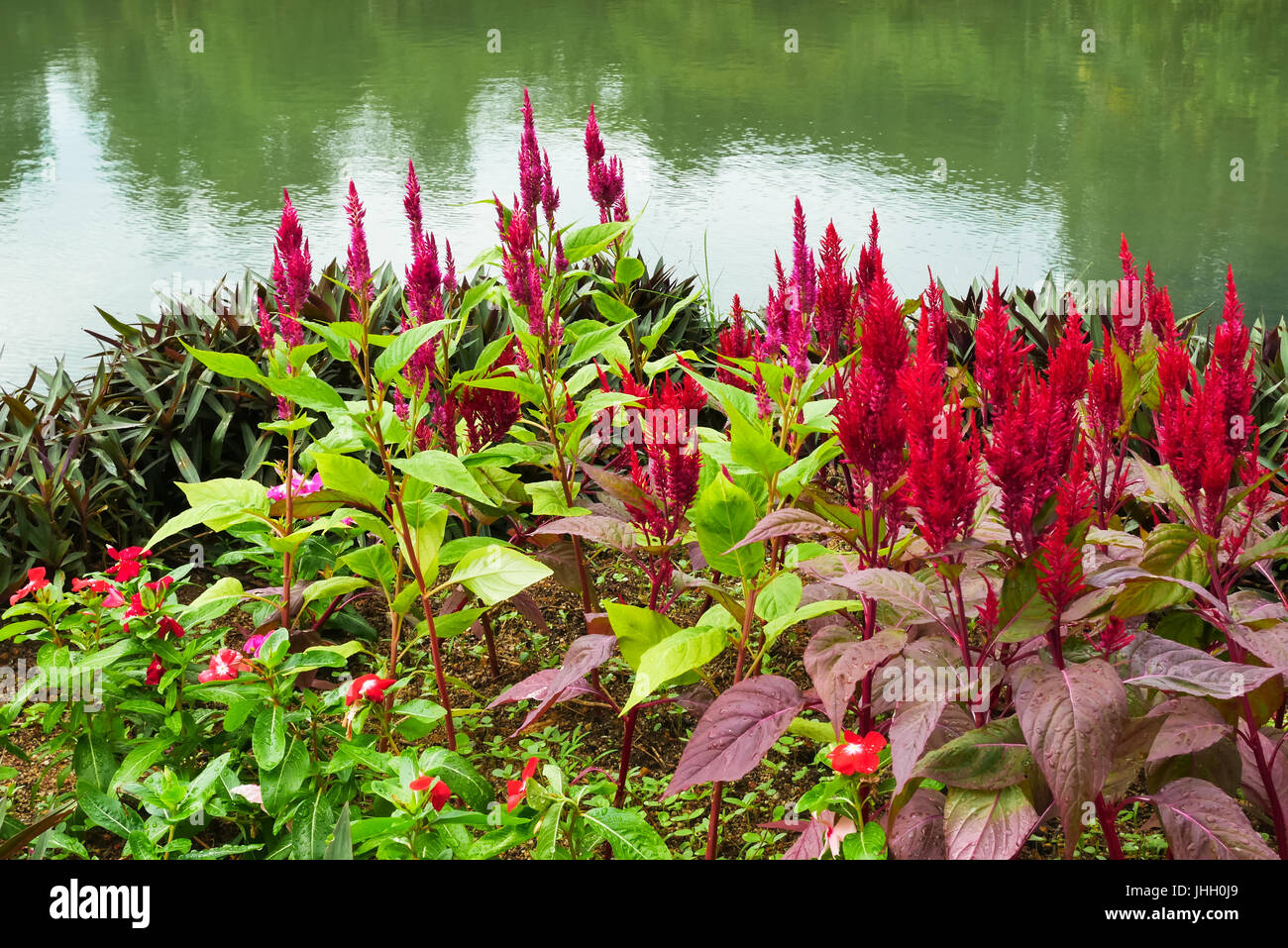 Celosia Flowers Flower High Resolution Stock Photography and Images - Alamy