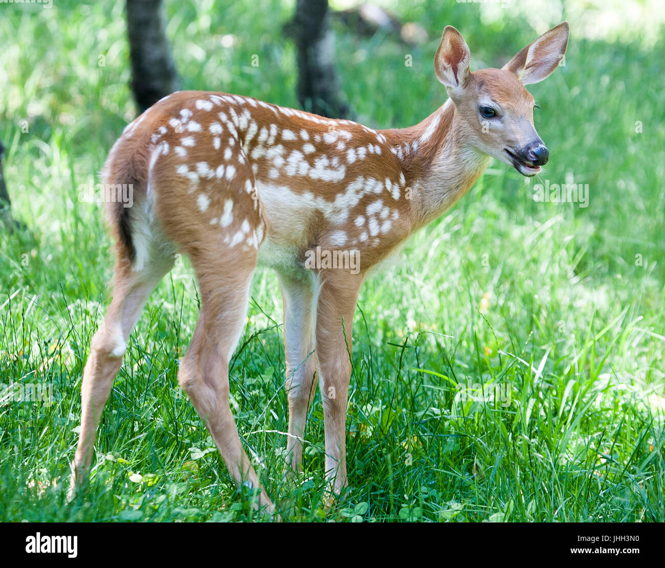 Fawn With Spots Stock Photos & Fawn With Spots Stock Images - Alamy