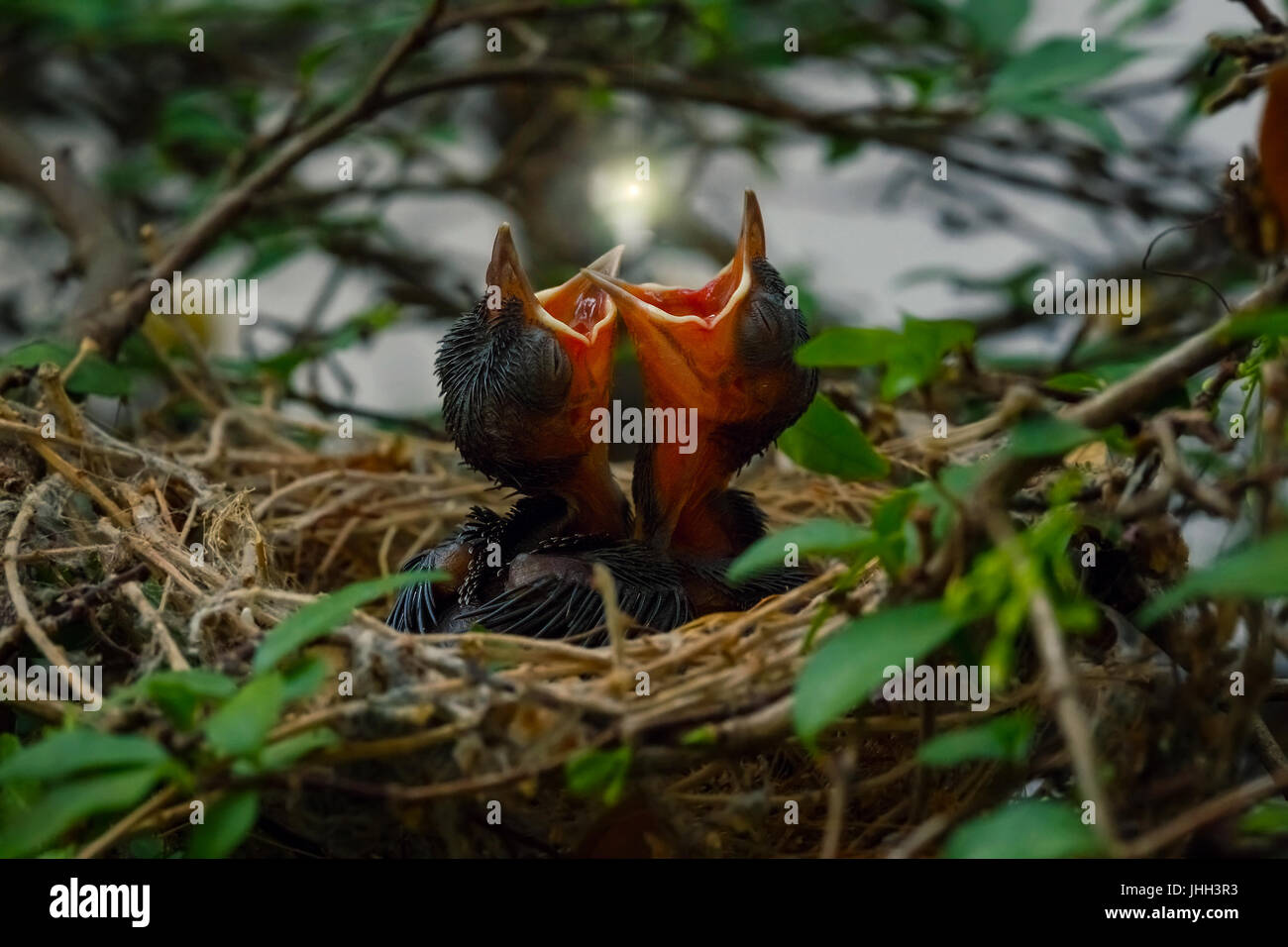 Baby Bird Left on a Tree in a Nest Stock Photo - Alamy