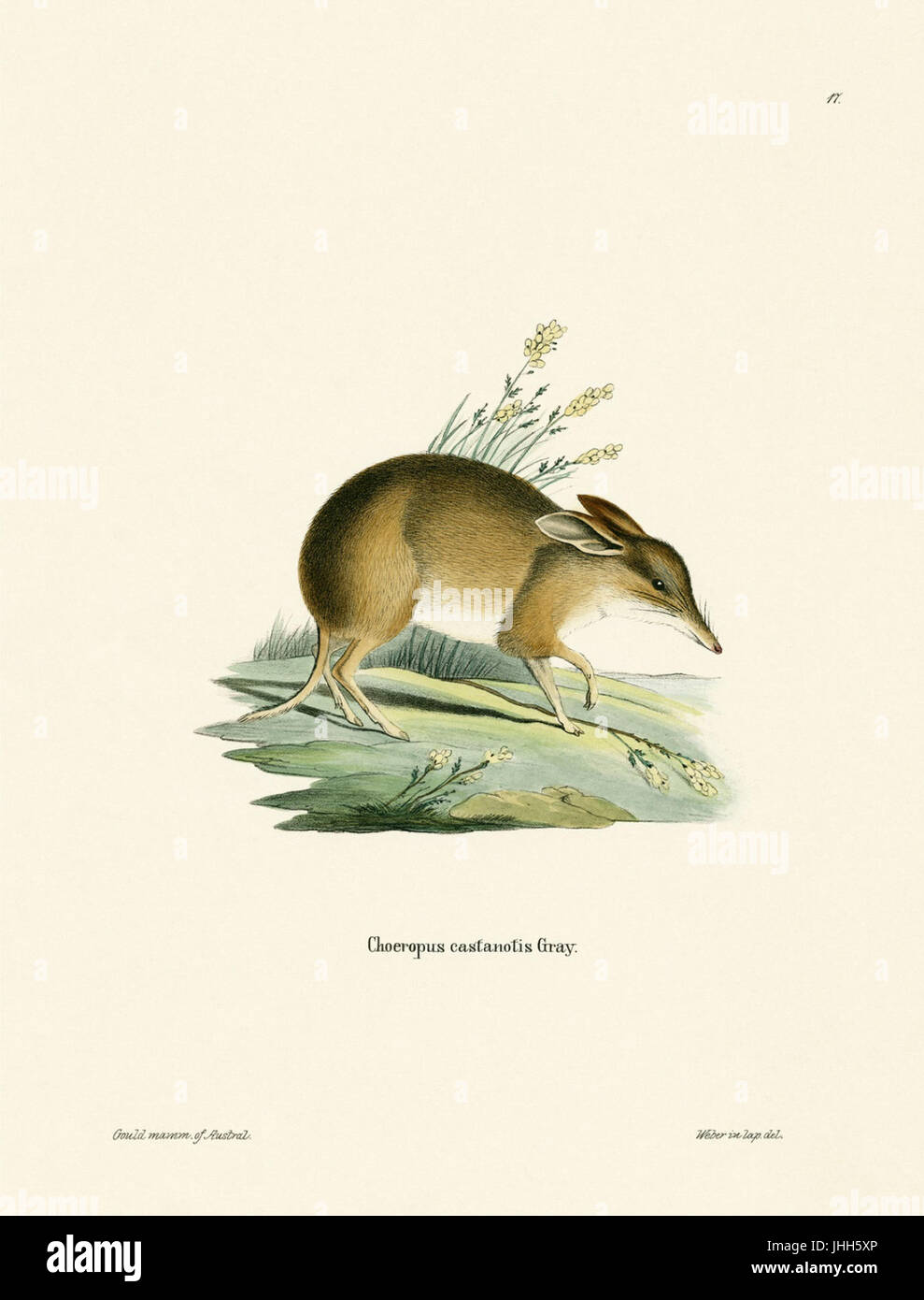 John Gould, Pig-footed Bandicoot (19th-century Stock Photo - Alamy