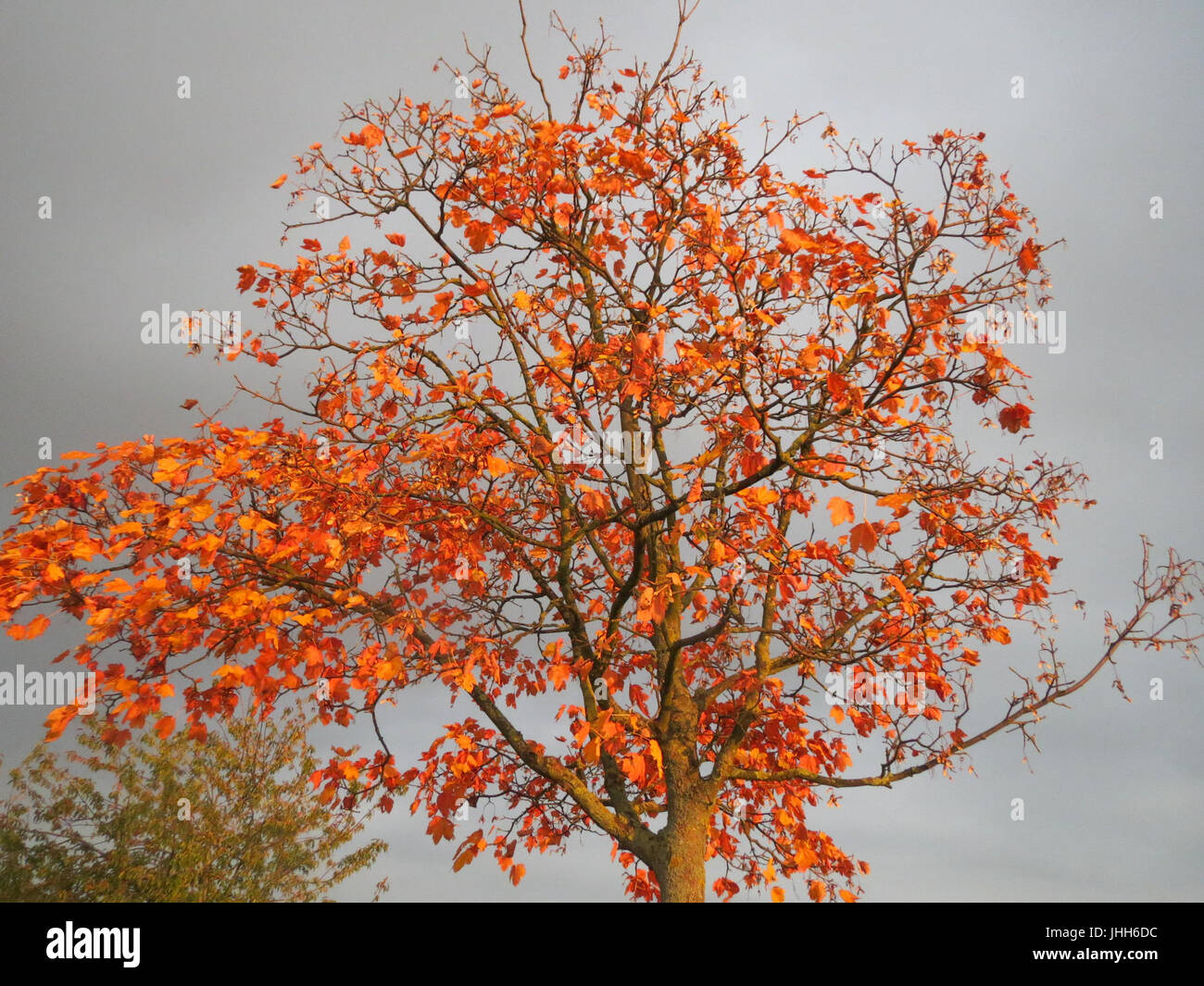 A botanical study of Acer platanoides, commonly known as the Norway ...