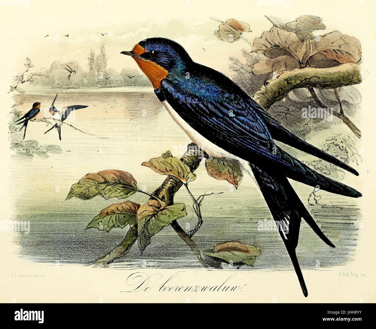 Keulemans Onze vogels 1 10 Stock Photo - Alamy