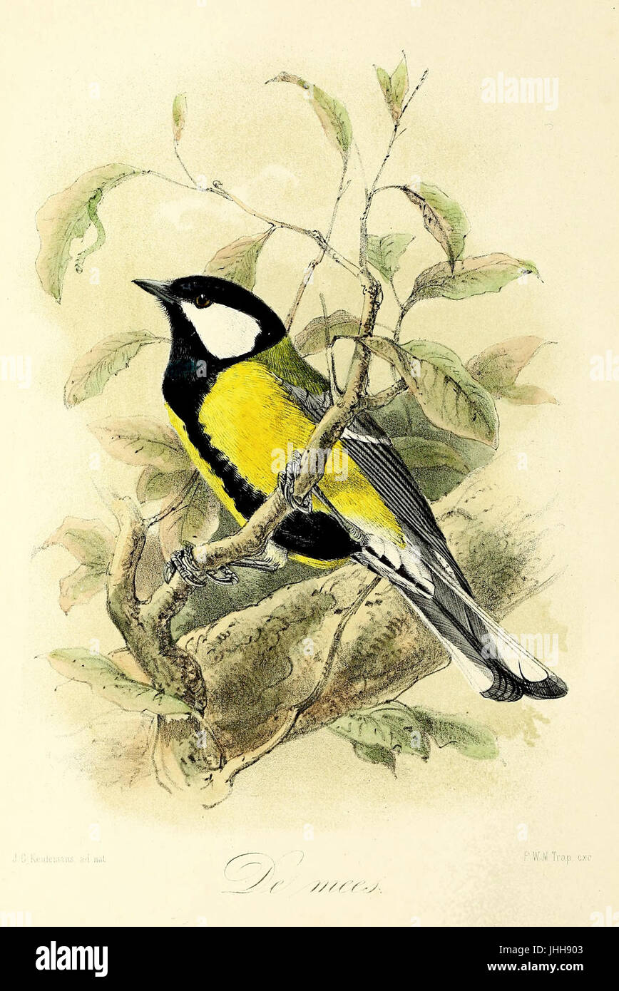 Keulemans Onze vogels 1 12 Stock Photo - Alamy