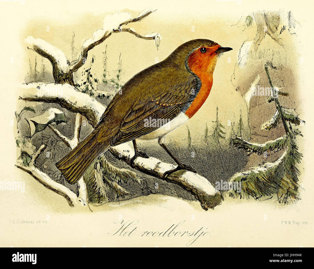 Keulemans Onze vogels 1 22 Stock Photo - Alamy