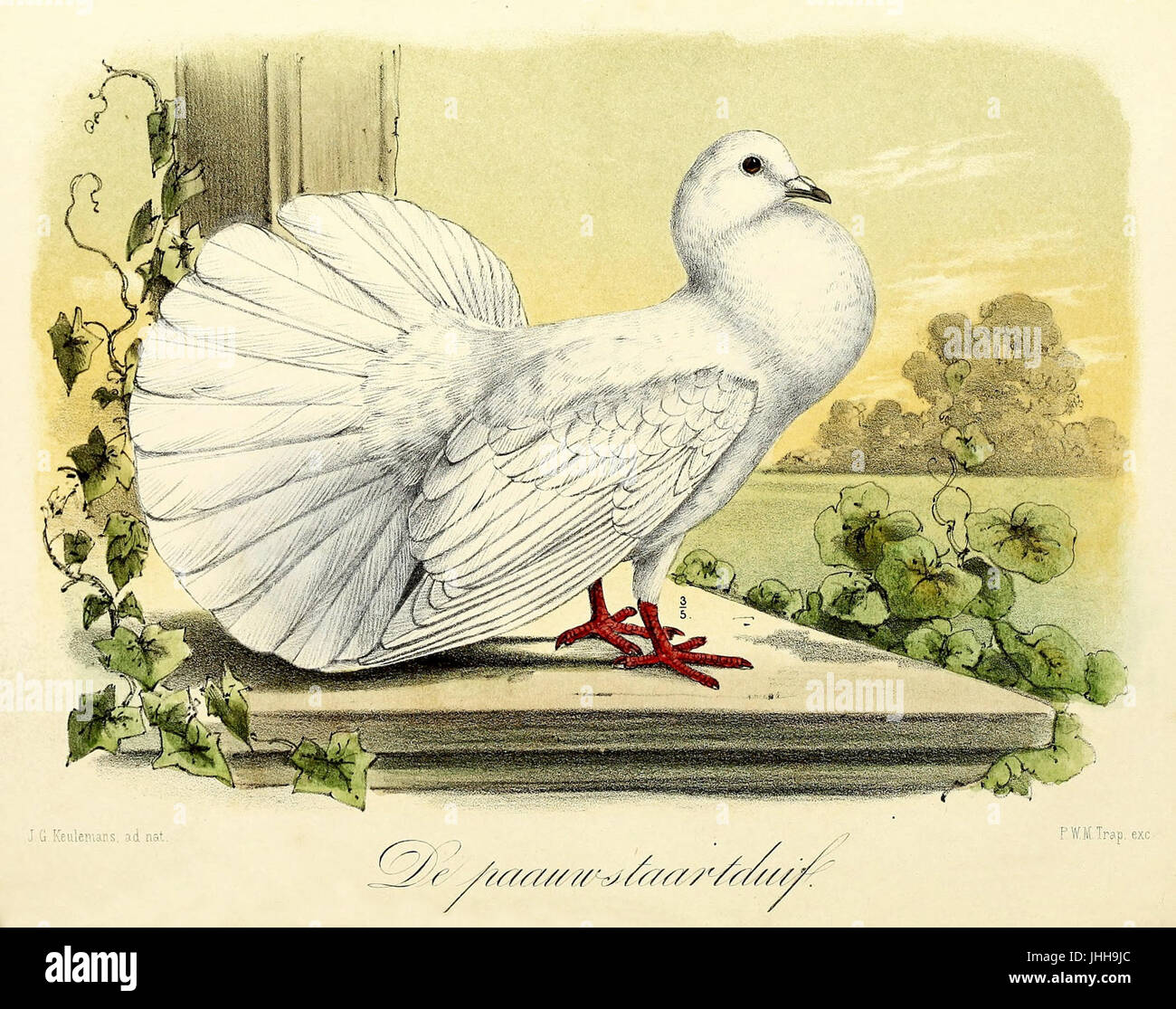 Keulemans wing hi-res stock photography and images - Alamy