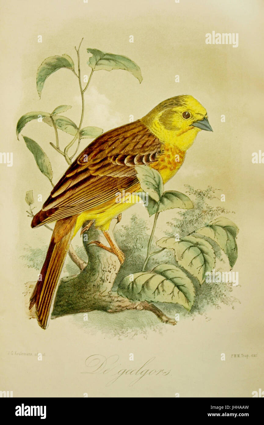 Onze vogels hi-res stock photography and images - Alamy