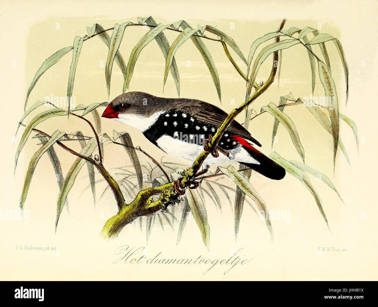 Onze vogels hi-res stock photography and images - Alamy