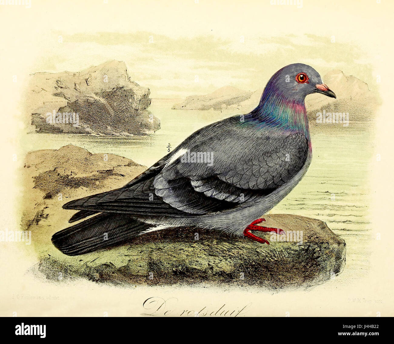 Natural history plate keulemans hi-res stock photography and images - Alamy