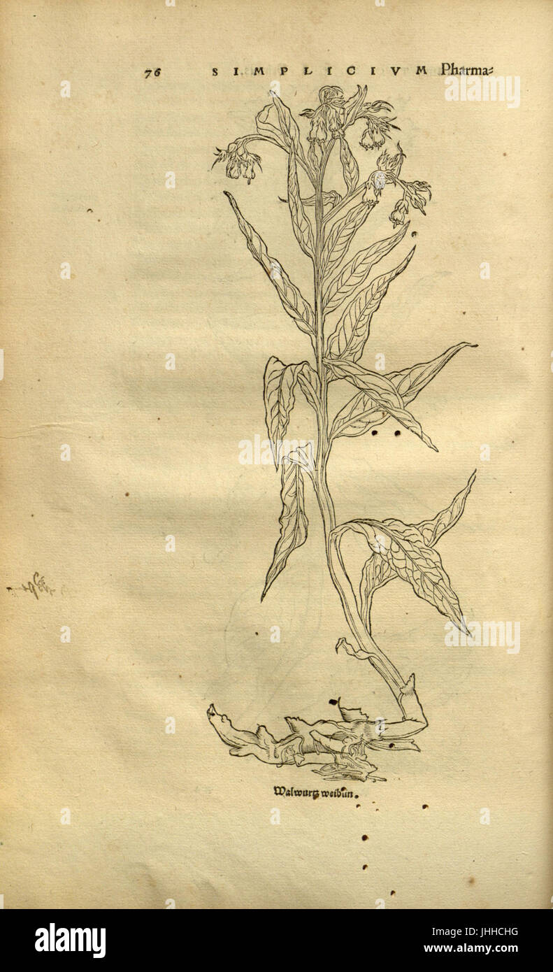 Herbarum vivae eicones ad naturae imitationem (Page 75) BHL9250508 ...