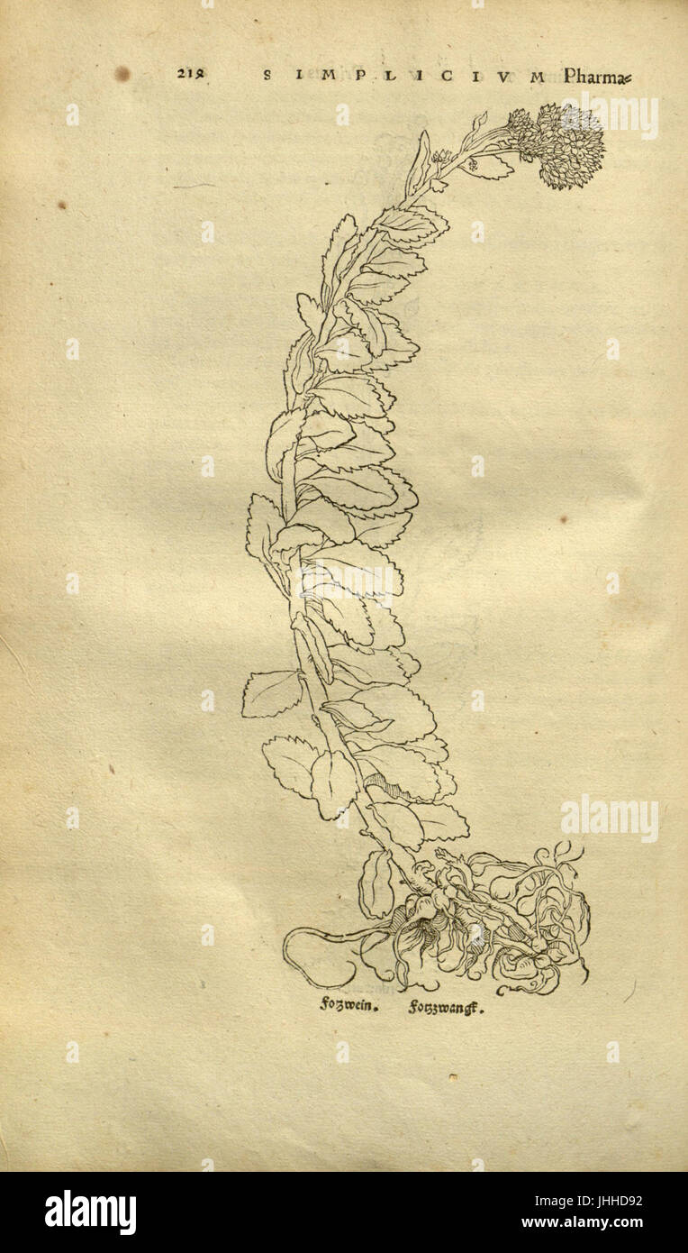 Herbarum vivae eicones ad naturae imitationem (Page 213) BHL9250646 ...