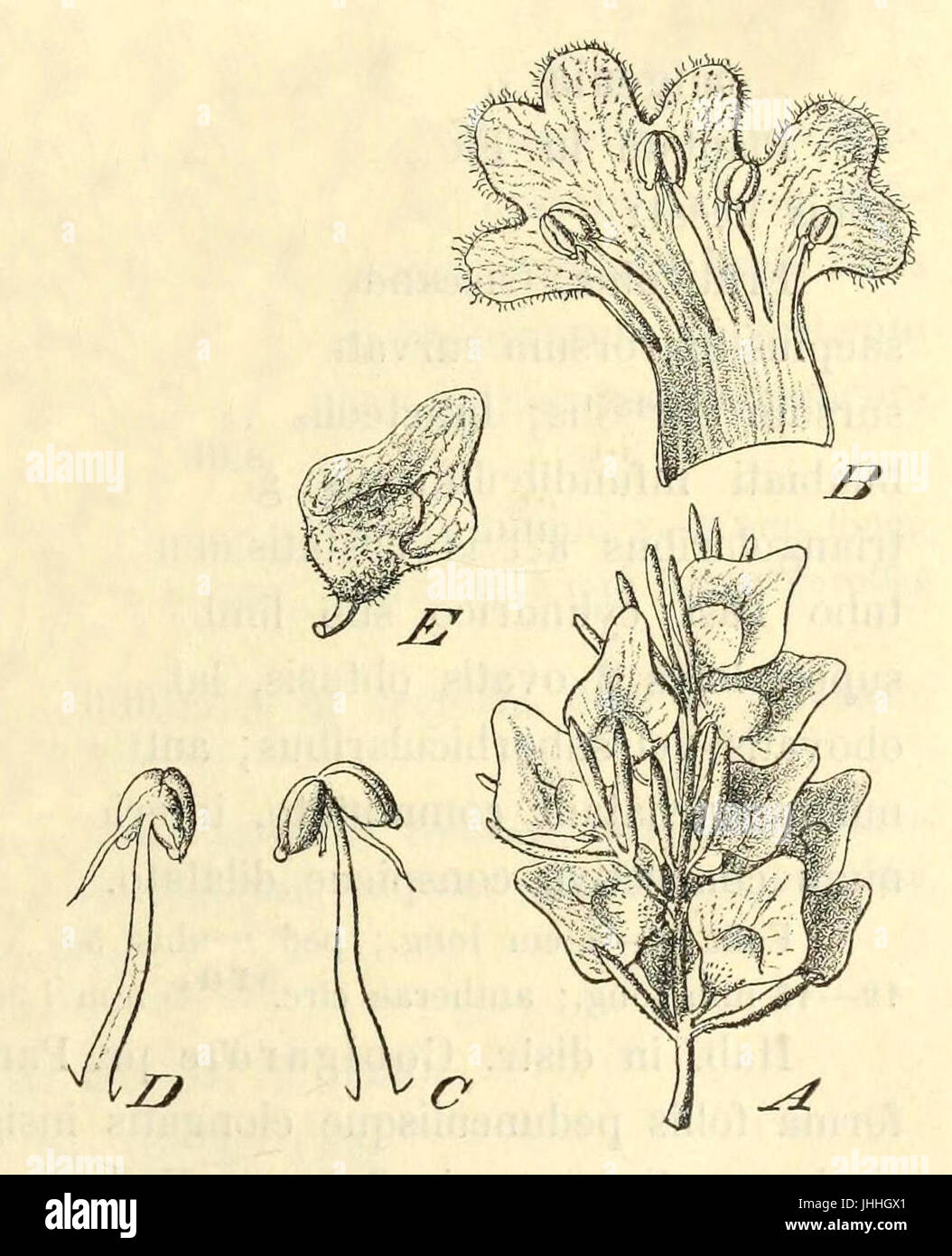 Hemigenia macphersoni - plantillustrations-002 Stock Photo - Alamy